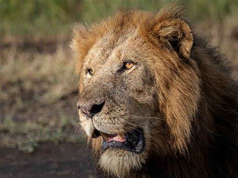 3 Days Akagera Wildlife Safari Magoma Gorilla Africa Safaris
