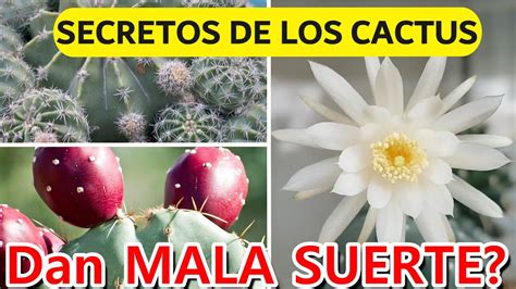 USOS Y SECRETOS Que NO CONOCIAS De Los Cactus En Casa Para Que