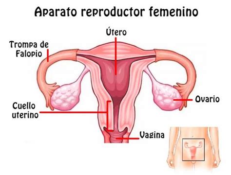 Anatom A Del Aparato Reproductor Femenino
