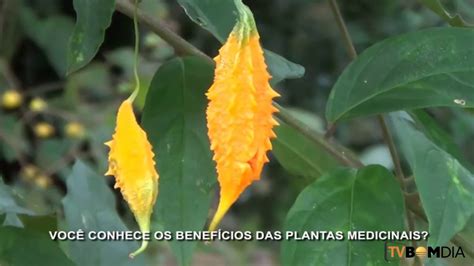 Conheça os benefícios das plantas medicinais YouTube