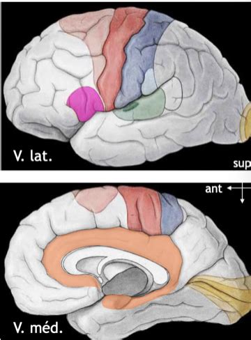 Le Cortex C R Bral Et La Substance Blanche Diagram Quizlet