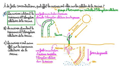 Vidéo question Comprendre les effets de différentes concentrations d