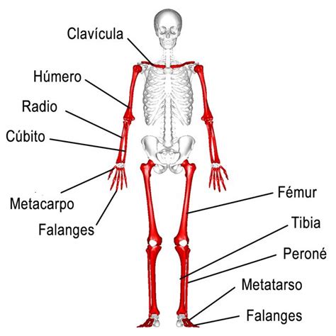 Huesos Largos Anatomia Del Hueso Huesos Huesos Del Cuerpo Humano