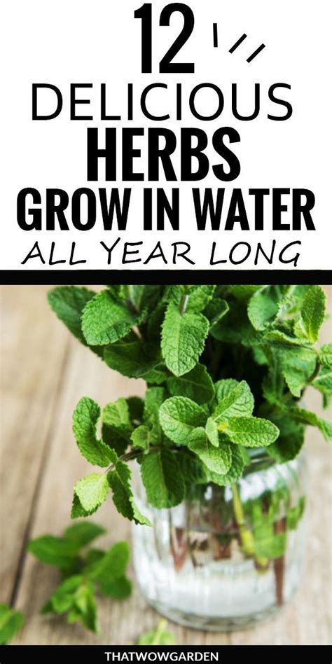 10 Herbs You Can Grow In Water All Year Long ThatWoWGarden In 2021