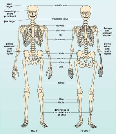 Male Versus Female Skeletal System