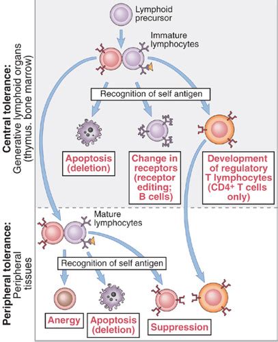 Immuno Immunological Tolerance And Autoimmunity Flashcards Quizlet