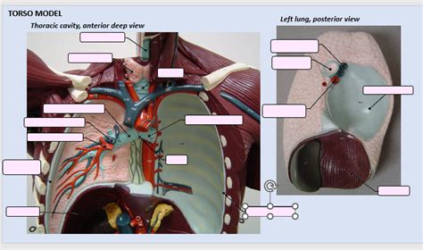 Respiratory Torso Model Anterior Deep Diagram Quizlet