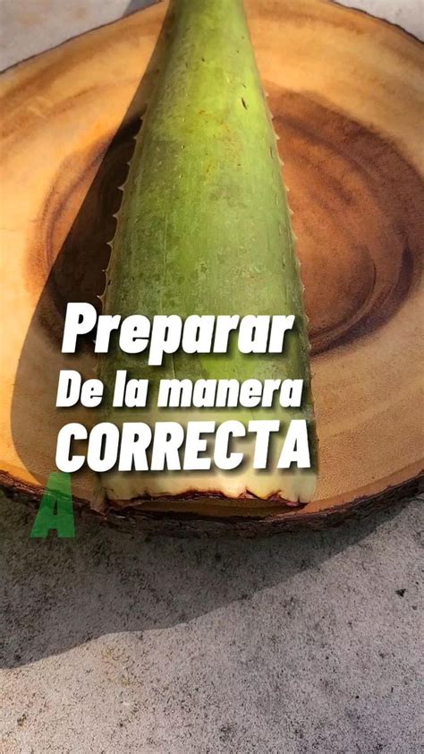 Preparar de la manera correcta Aloe Vera Sábila Aprende en