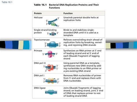 Bacterial DNA Replication Proteins And Their Functions Diagram Quizlet