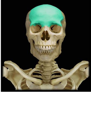 Anatomie Flashcards Quizlet
