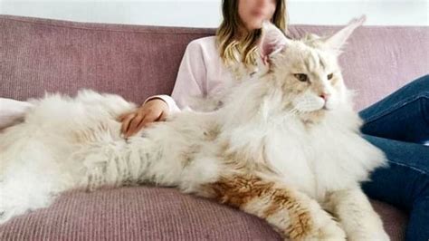 LAS RAZAS DE GATOS MÁS GRANDES DEL MUNDO YouTube