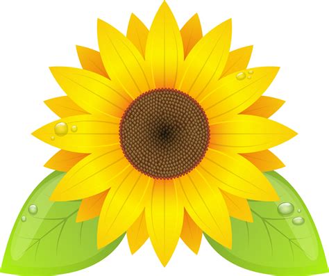 Girassol PNG Girassol PNG Clipart Vetor De Girassol PNG 50 OFF