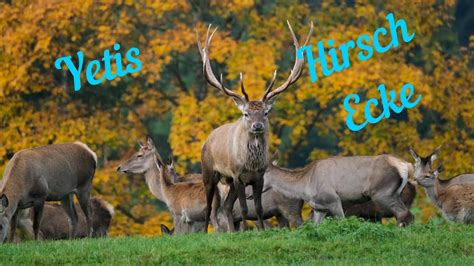 Ruhr Pott Pälzer Pott Kaaast Yeti s Hirsch Ecke Reaction