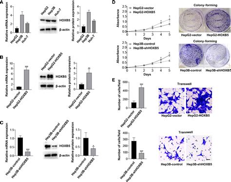 Frontiers MiR 200a 3p And MiR 181 5p Mediated HOXB5 Upregulation