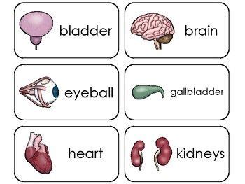 Body Flashcards Printable In Powerpoint Flashcard Flashcards