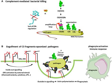 Frontiers Complement System Part Ii Role In Immunity