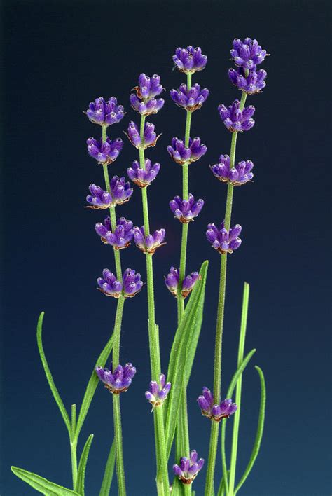 Lavender Lavandula Officinalis Nekobaru