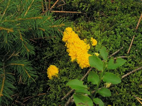 Gelbe Lohblüte Fuligo auf Moos Sieht aus wie ein Rührei Flickr