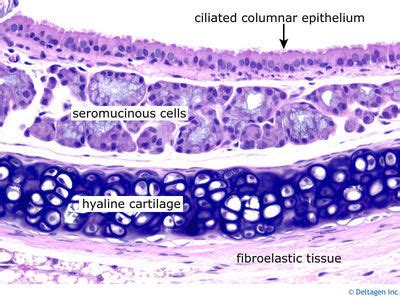 Trachea Histology Trachea Labels Histology Slide In 2022