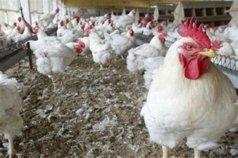Poulet Des Producteurs Proposent Lipavic Dajuster Le Prix Sortie