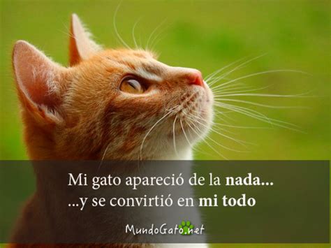 Descubrir Imagen Gatitos Frases De Amor Viaterra Mx