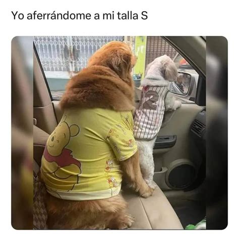 Yo aferrándome a mi talla S Memes