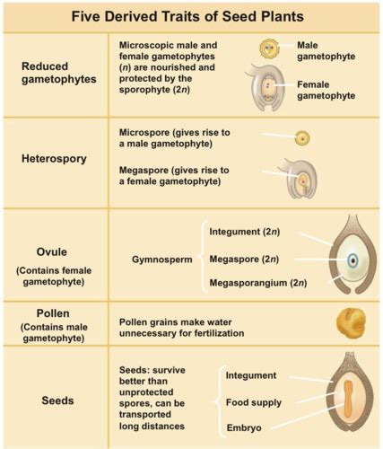Bio 102 Chapter 30 Plant Diversity II The Evolution Of Seed Plants