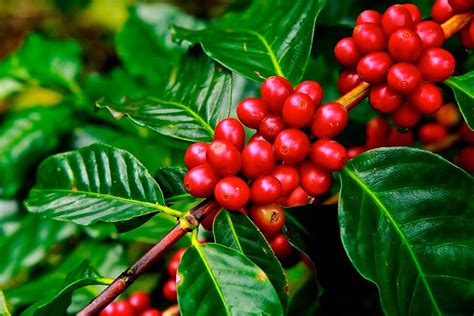 Embrapa Café lança o curso gratuito Manejo Integrados de Pragas e
