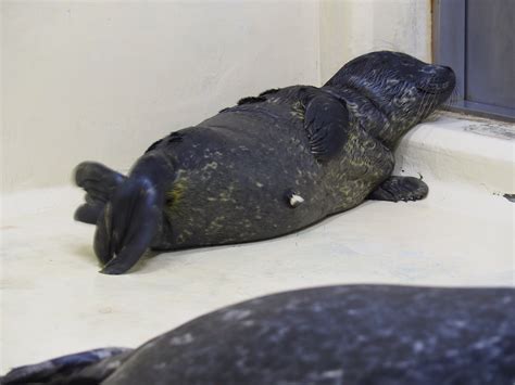 青森県営浅虫水族館 on Twitter 5 13に誕生したゼニガタアザラシの赤ちゃんはすくすく成長しています 日中は寝ていることが多い