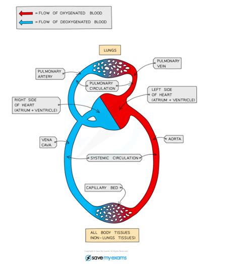 CIE IGCSE Biology 复习笔记9 1 2 Circulatory System Extended