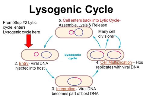 Lysogenic Cycle Diagram Quizlet