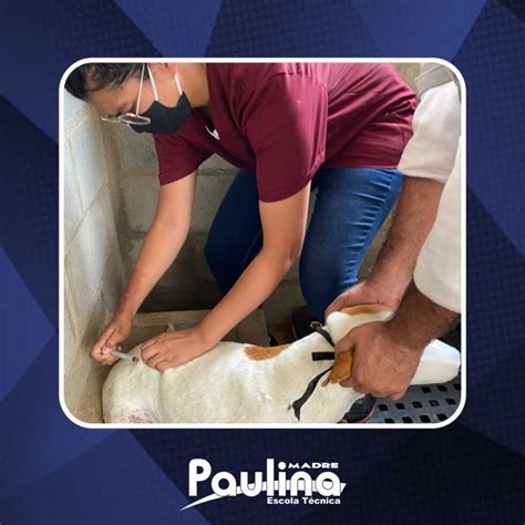 Curso Técnico em Veterinária Escola Técnica Madre Paulina
