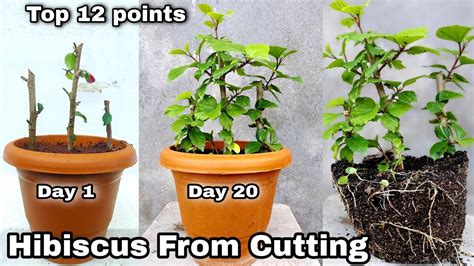 Easiest Way To Grow Hibiscus From Cutting Grow Plants From Cutting