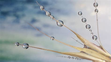 Billes D Eau Dominique Desquets Flickr