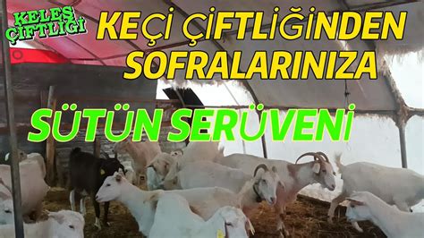 KEÇİ SÜTÜNÜ İŞLEMEK SÜTÜN SERÜVENİ 1 LİTRE KEÇİ SÜTÜNDEN NE KADAR