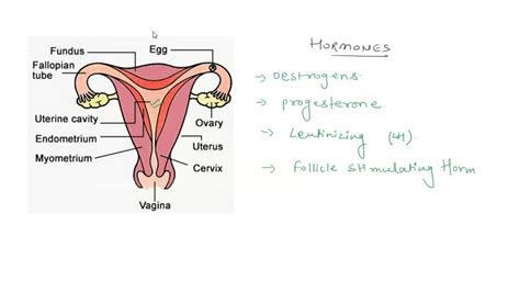 Female Pig Reproductive System