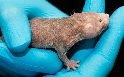 La Rata Topo Desnuda Tiene El Secreto De La Longevidad El Mundo Al