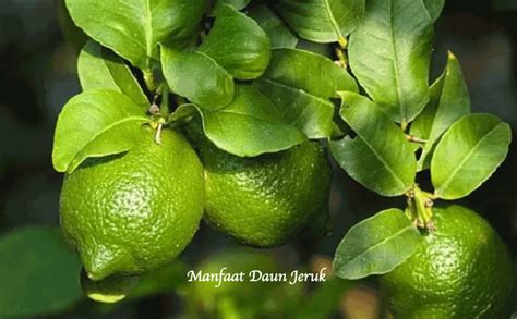 9 Manfaat Daun Jeruk Nipis Untuk Kesehatan BAMS