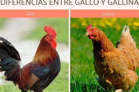 El Canto Del Gallo Descubre El Significado Y La Importancia De Este