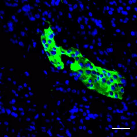 Synaptophysin Antibody Anti Human Reafinity Miltenyi Biotec Usa