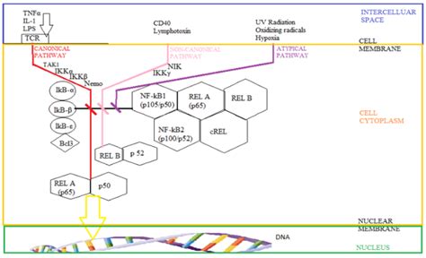 The Nuclear Factor Kb Nf Kb Pathways Activation The Canonical