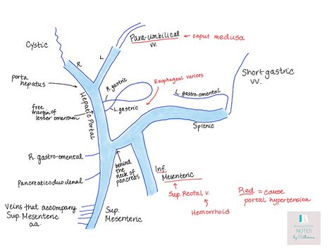 Hepatic Portal Vein Tributaries Portacaval Anastomoses