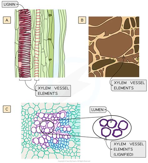 The Xylem OCR A Level Biology Revision Notes 2017