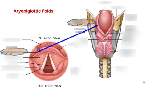 M3 Voice 12 Aryep Folds Vent Folds Vocal Folds Diagram Quizlet