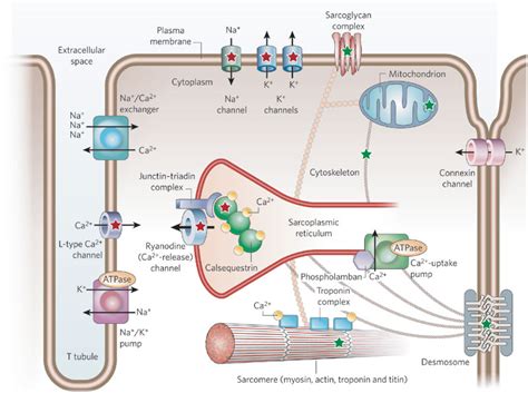 A Ventricular Cardiomyocyte Illustrated Are The Protein Complexes