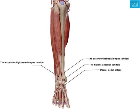 Distal Tibial Reference Point The Extensor Hallucis Longus Tendon