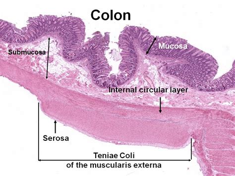 Colon Histology Slides Labeled