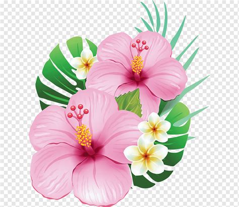 Hibiscus Clipart Png
