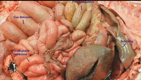 Pathology Exam 1 Flashcards Quizlet