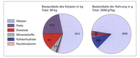 Bio Verdauung Stoffwechsel Flashcards Quizlet